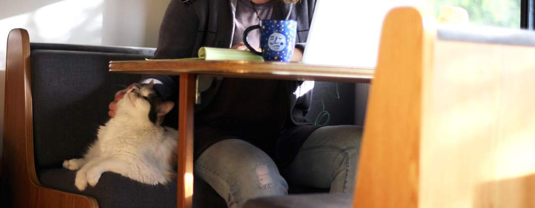 3 Tips for RVing with Cats | Outdoorsy.com